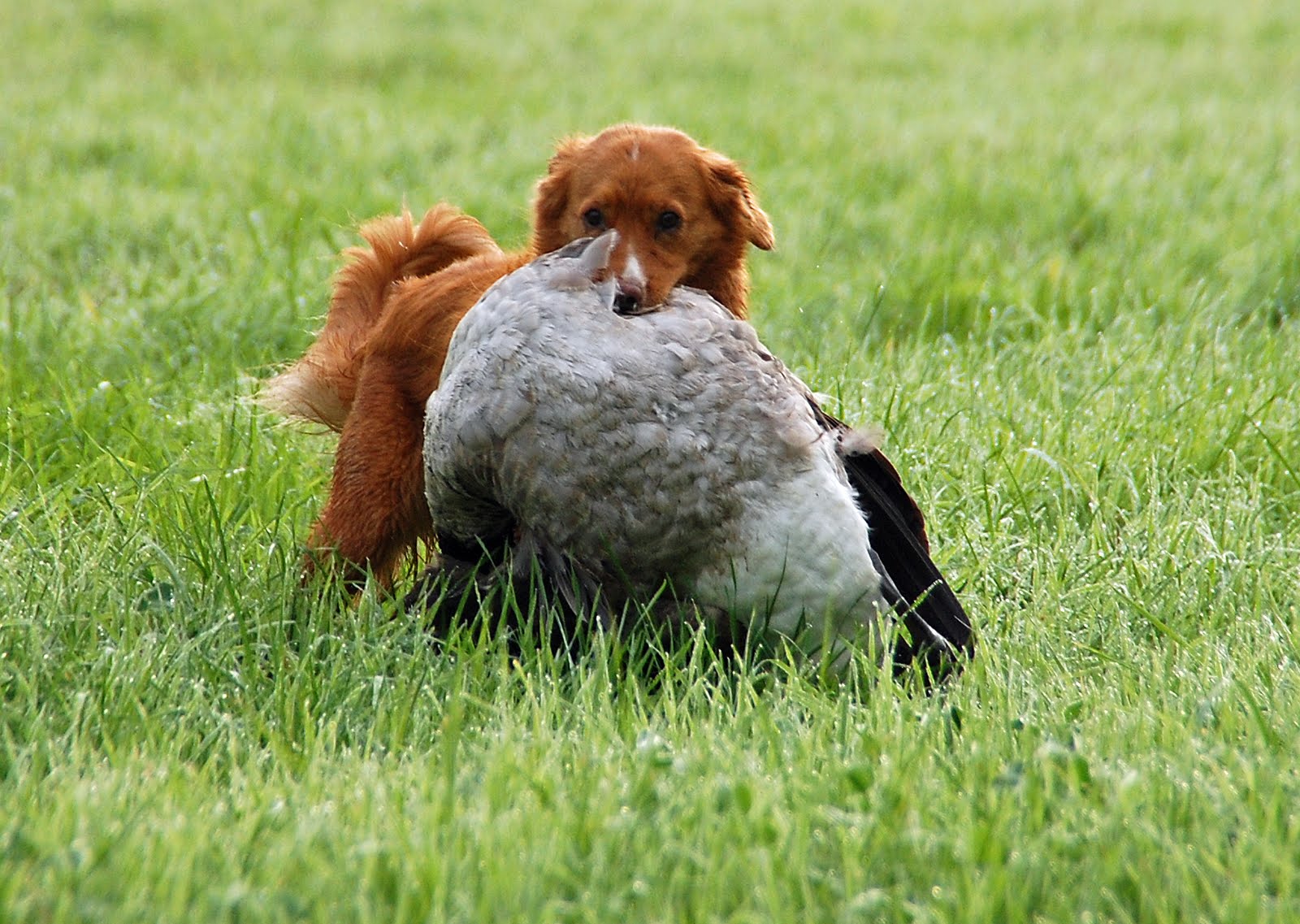 Mina Tollare: Underbara älskade lilla hund!