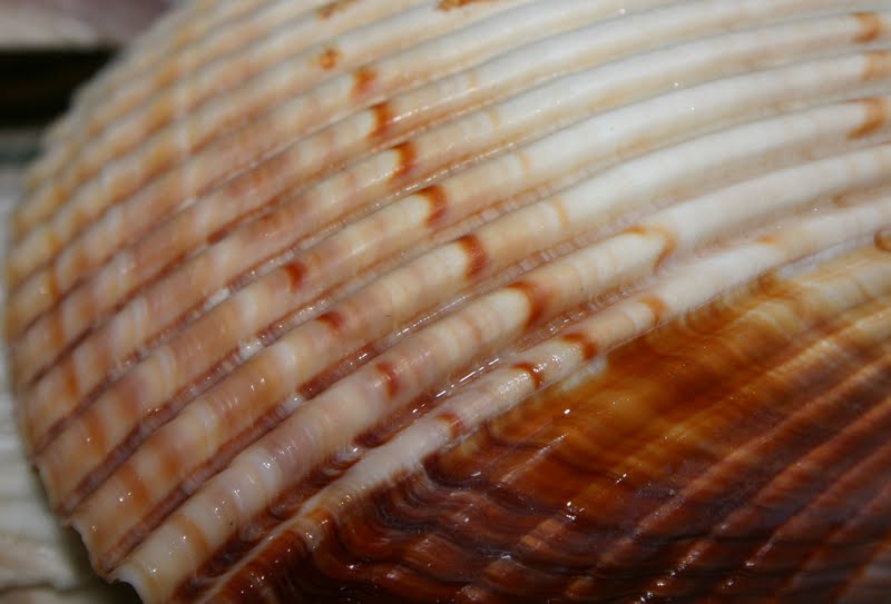 Mama Pea Pod: {Shell Crafts}