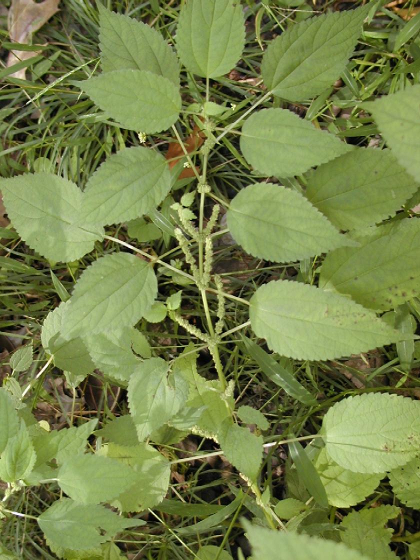 Montreal Wilderness: Urticaceae (The Nettle Family)