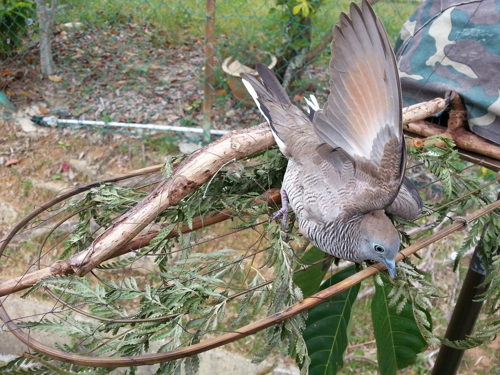 TEKUKUR - SANG SEMUT: Merbok # Si GK