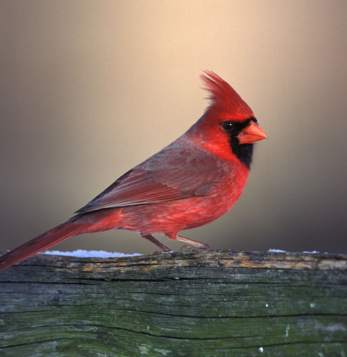 Ohio Wildlife Education Update: March Madness Has Gone Wild!