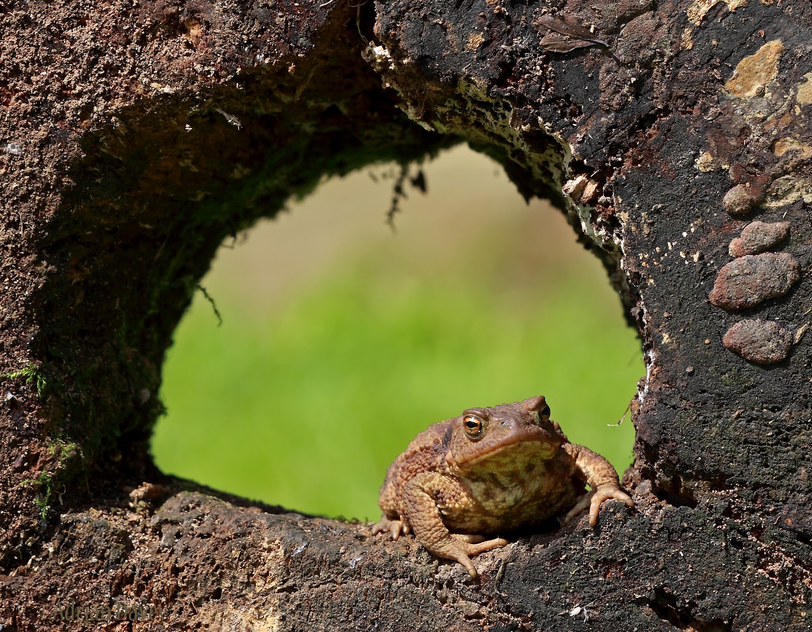 Adrian Davey Wildlife Photography Diary: Toad in the hole