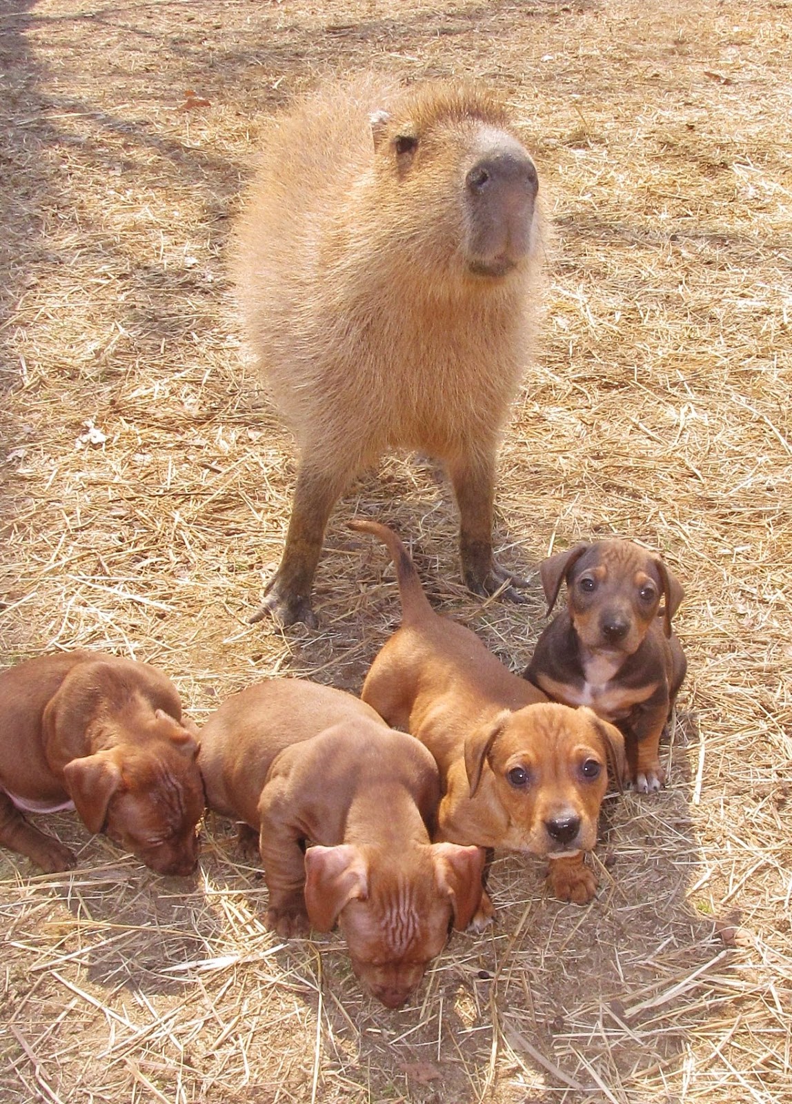 Your Daily Cute: Capybara Adopts Orphan Puppies