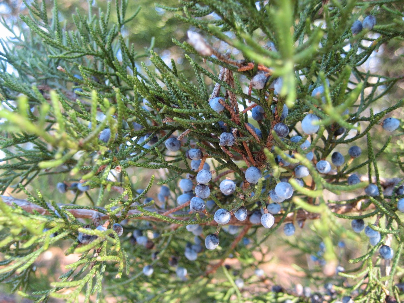 Discovering His Creation: Eastern Red Cedar (Juniperus virginiana)