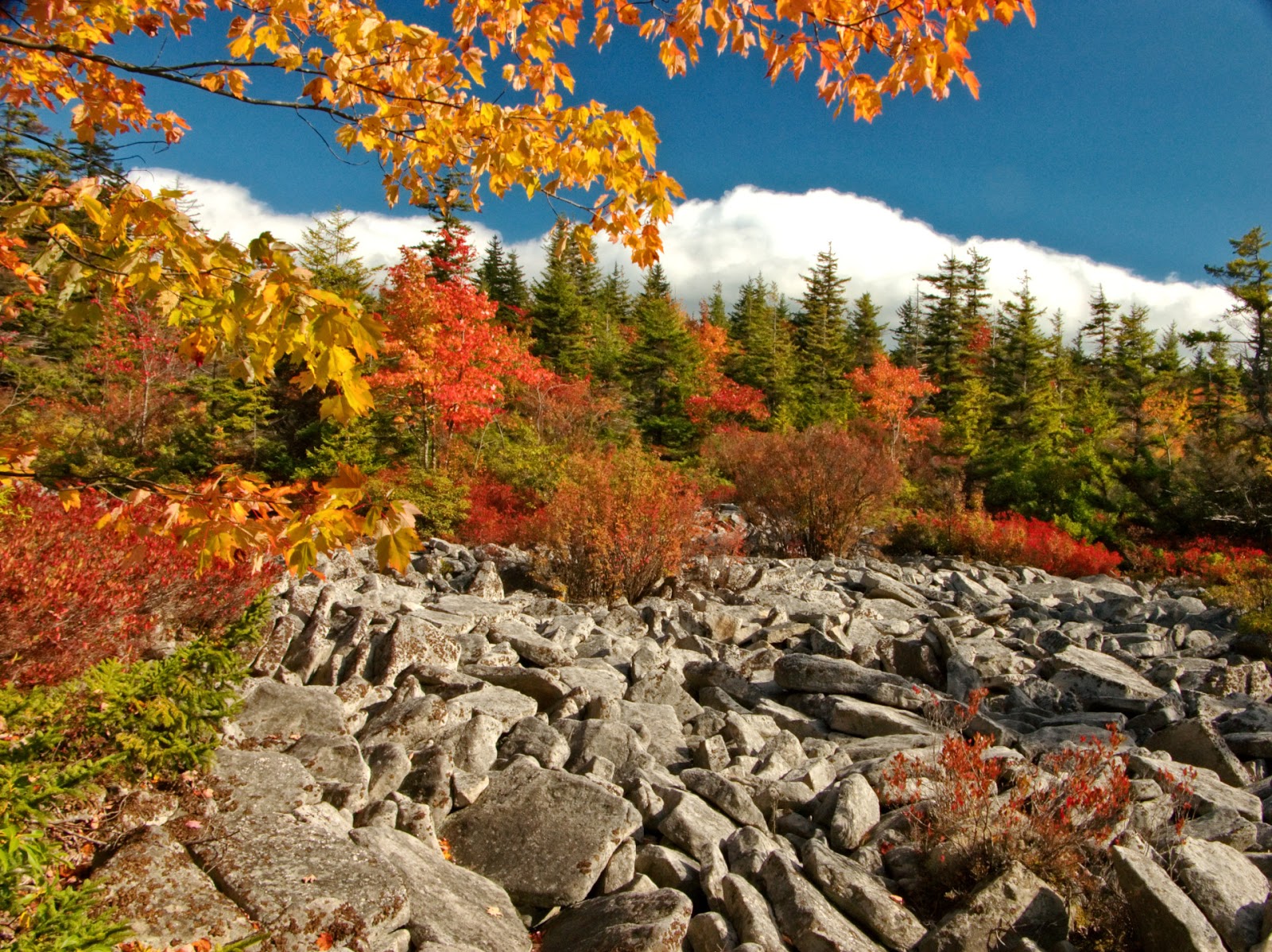 Discover West Virginia: Where to Go for Early Autumn Color in WV