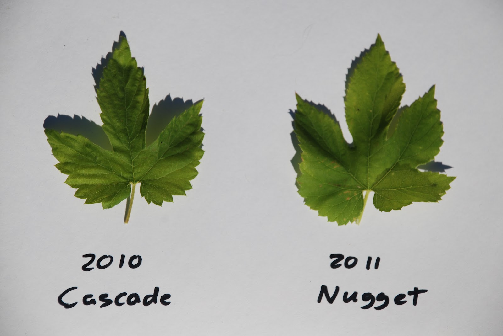 Hop Plant Identification