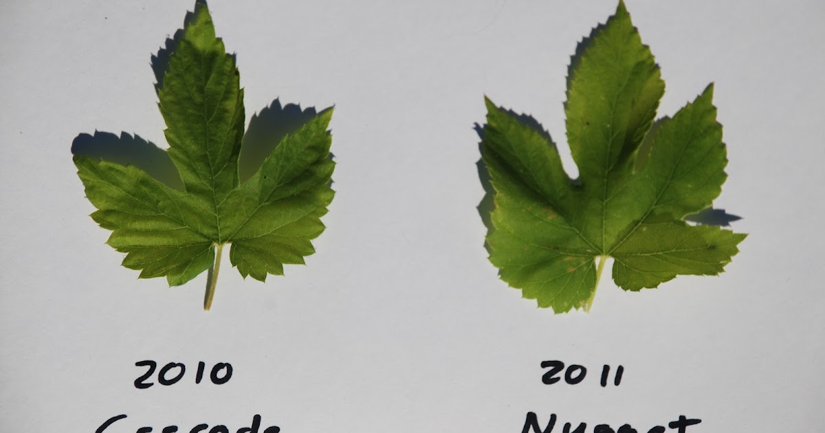 Growing Hops at Home: Hops Leaf Identification