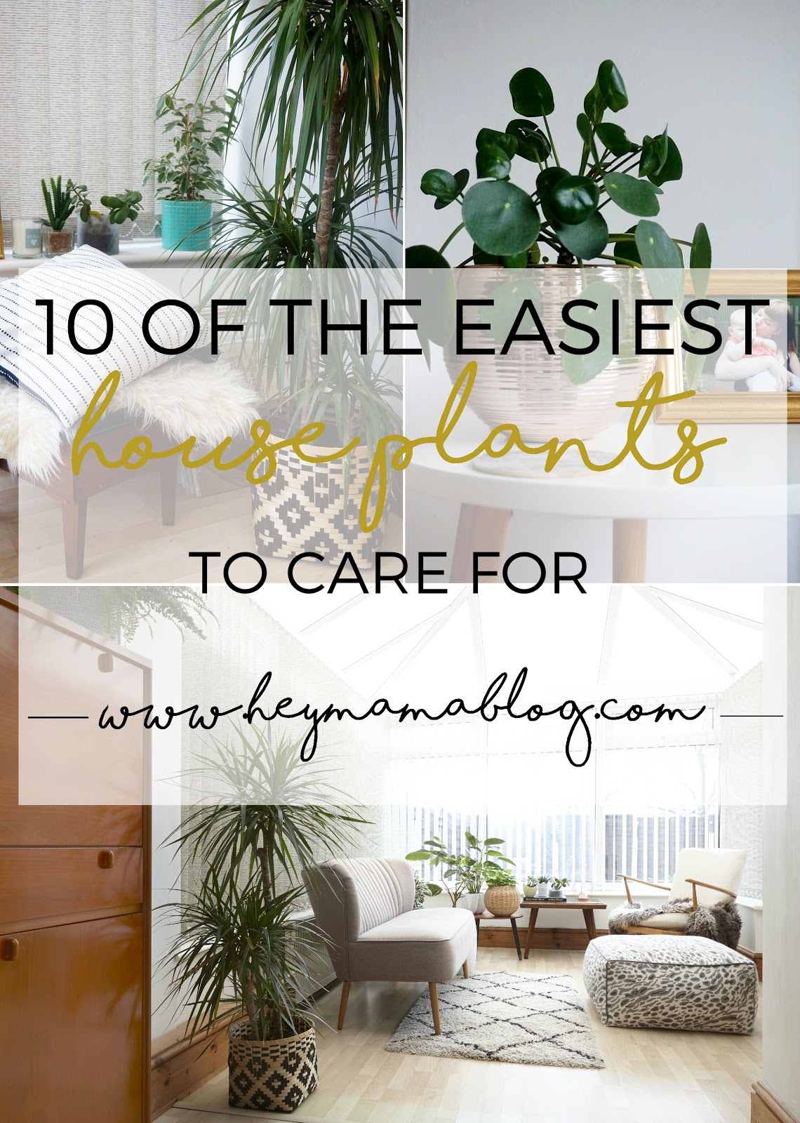 10 Of The Easiest House Plants To Care For | Hey, Mama
