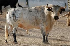 DOS OREJAS Y RABO: PELAJES DEL TORO DE LIDIA: ENSABANADOS.