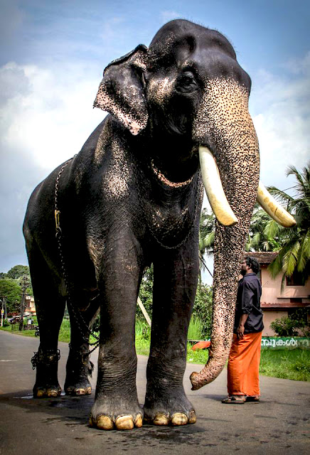 Mangalamkunnu Karnan - Kerala Elephant - Aanachandam