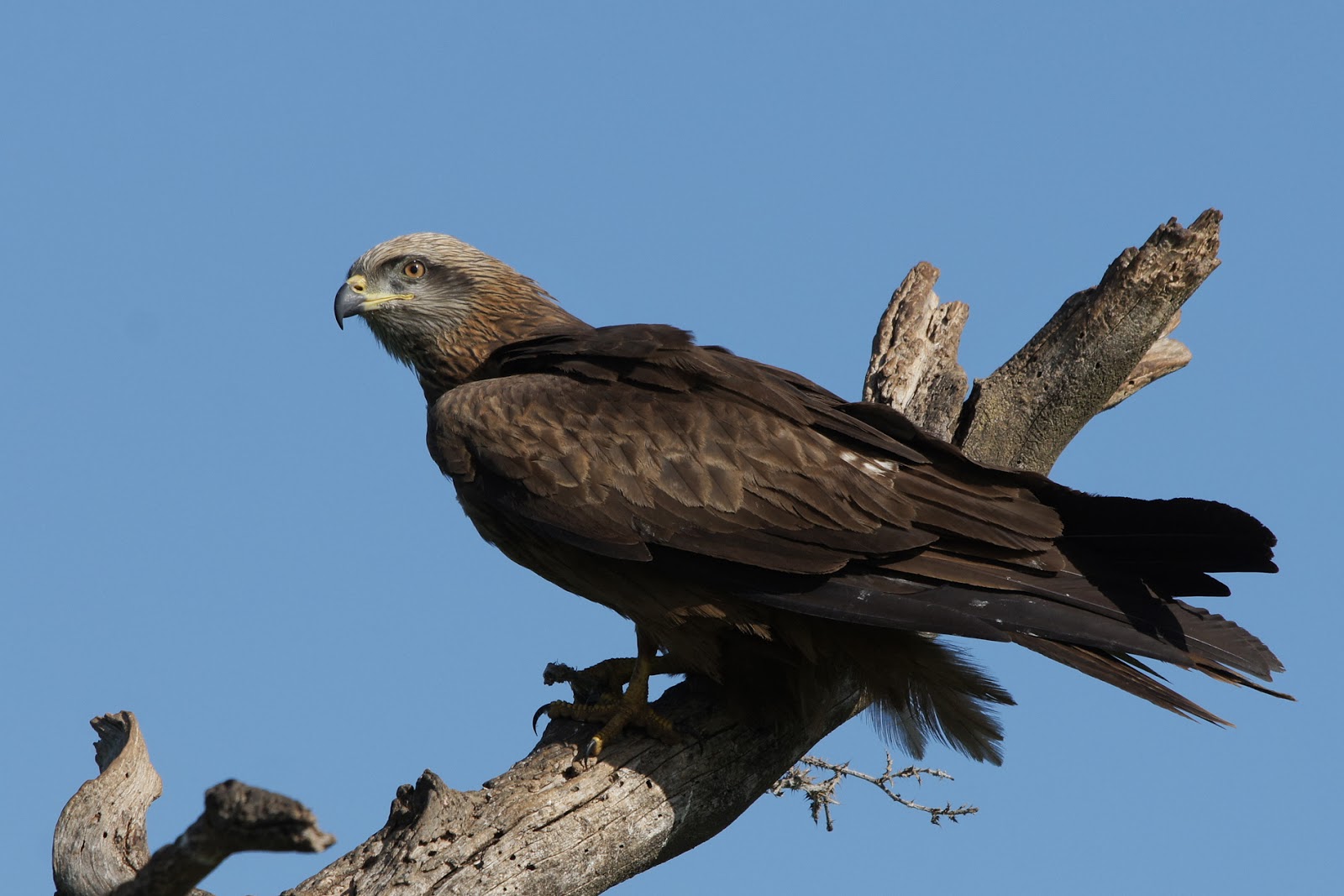 Pasión por las aves: Milano negro.(Milvus migrans)
