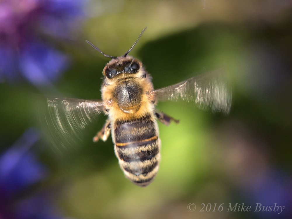 Aerial Flight by Mike Busby Photography