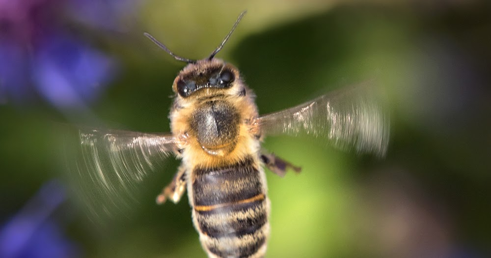 Aerial Flight by Mike Busby Photography
