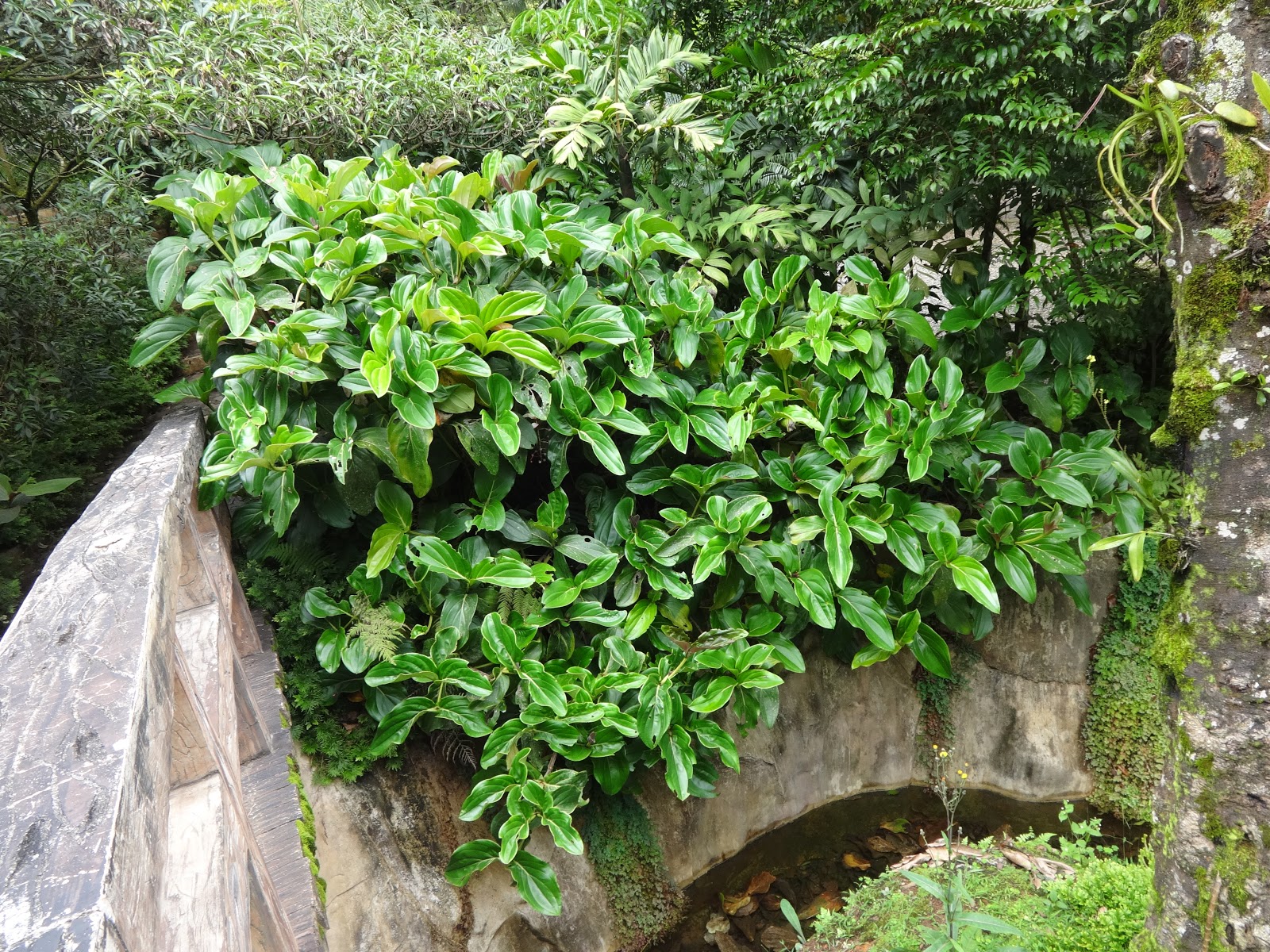 Herbs from Distant Lands: Medinilla magnifica, Medinilla pendula ...