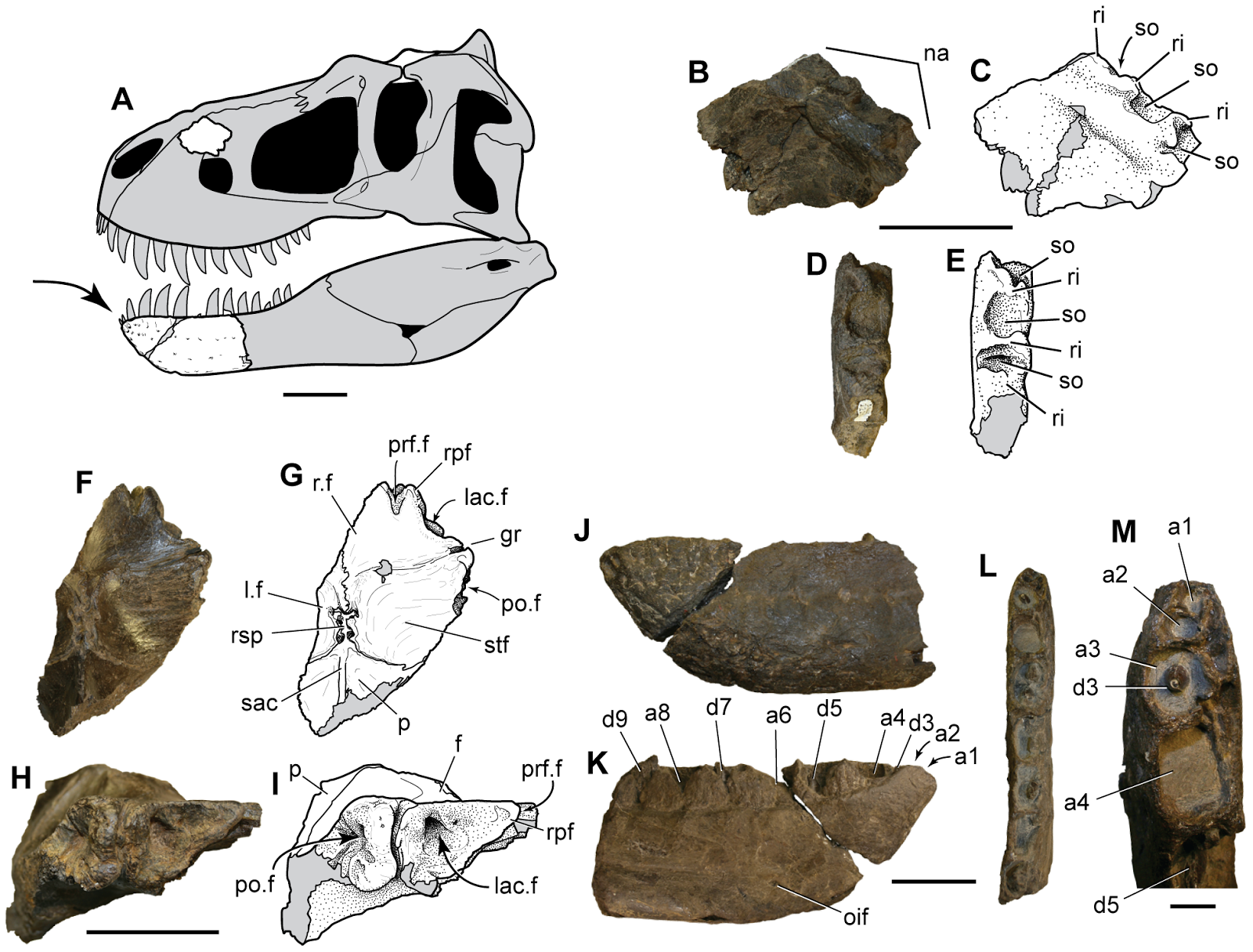 Prehistoric Beast of the Week: Nanuqsaurus: Beast of the Week
