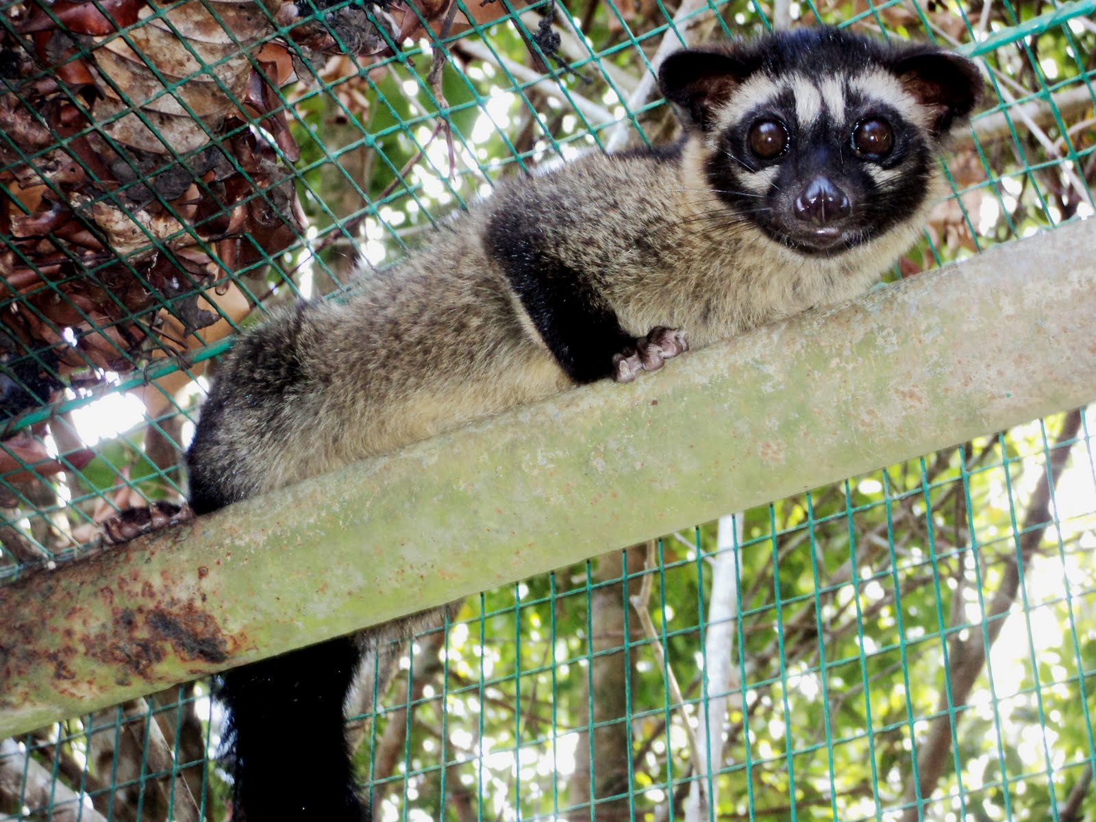 Siber-klikz Photography: Civet cat