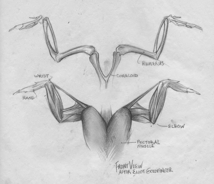 Sandy Scott Art: #576 The studio in Canada: Trumpeter Swan sculpture ...