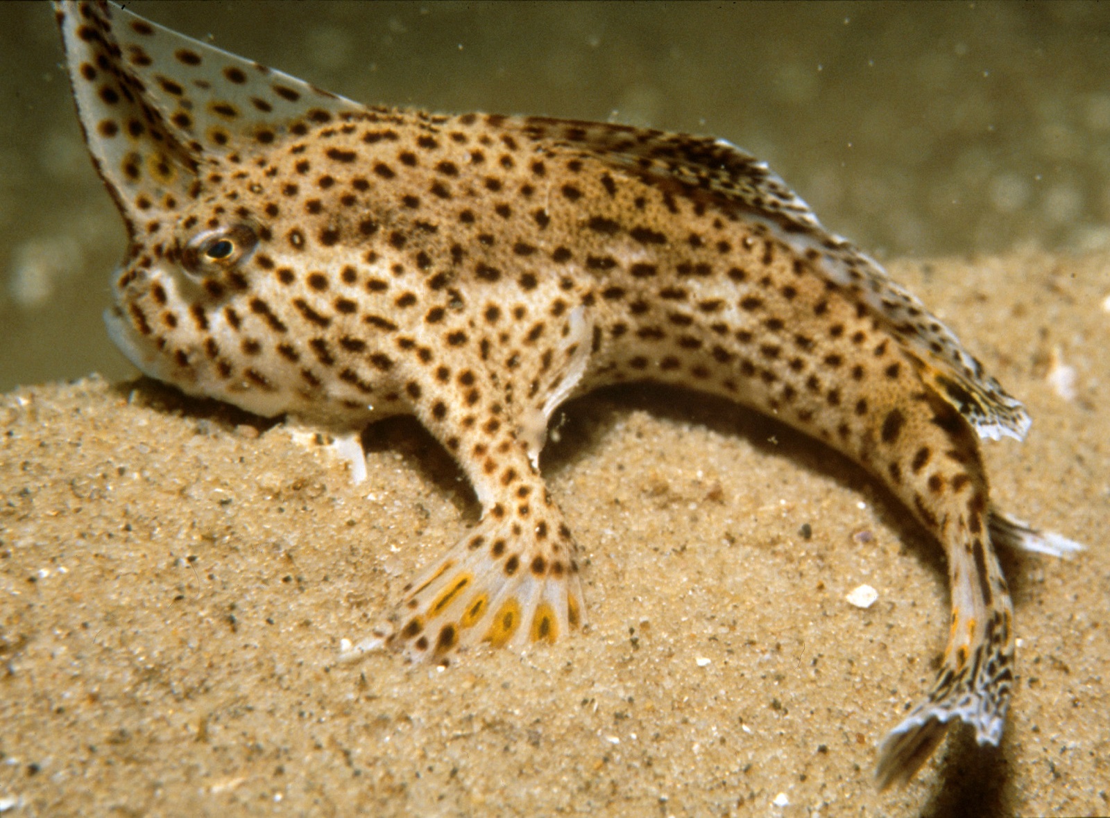 Real Monstrosities: Handfish