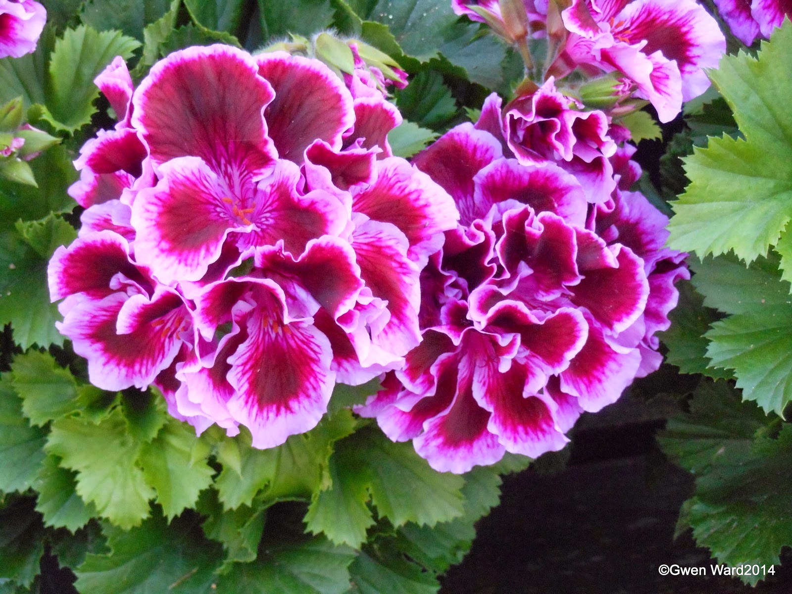 PERFECT PELARGONIUMS: Regal Pelargonium "Fareham"