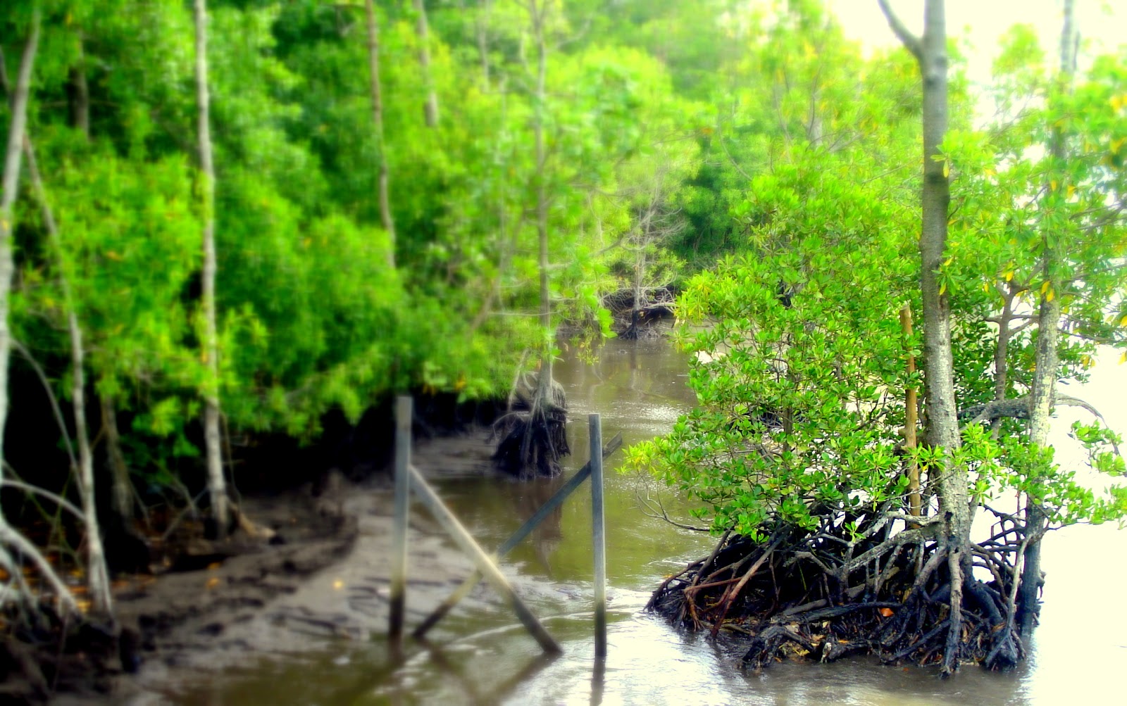 WAHANA: Eksplorasi #7 - Taman Negara Tanjung Piai