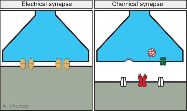 Generation, conduction and transmission of nervous impulse - Mobin Khan