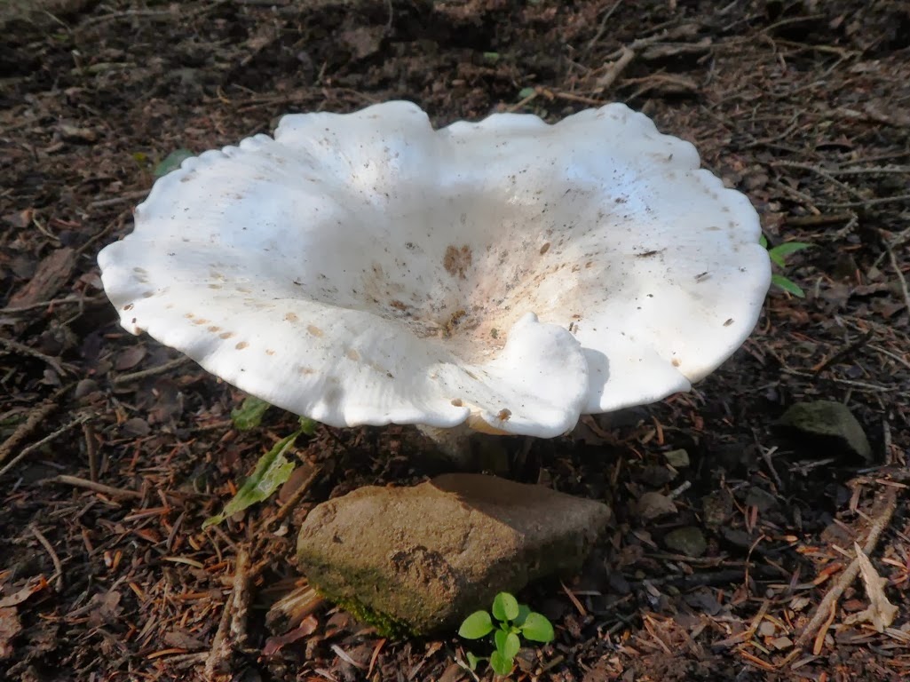Funghi in Toscana: Ancora presto.