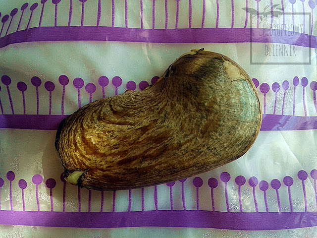 Jak wyhodować mango z nasiona?