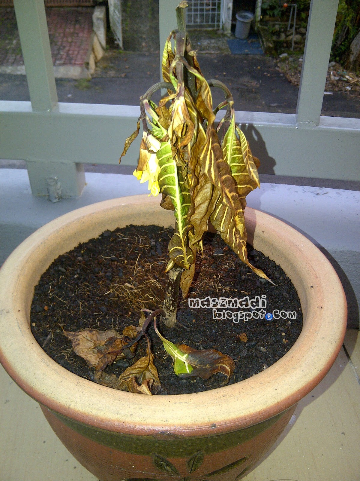 *Deko Deko TerataKami ~ satu Zebra dah mati* | ! Si Blogger Mama