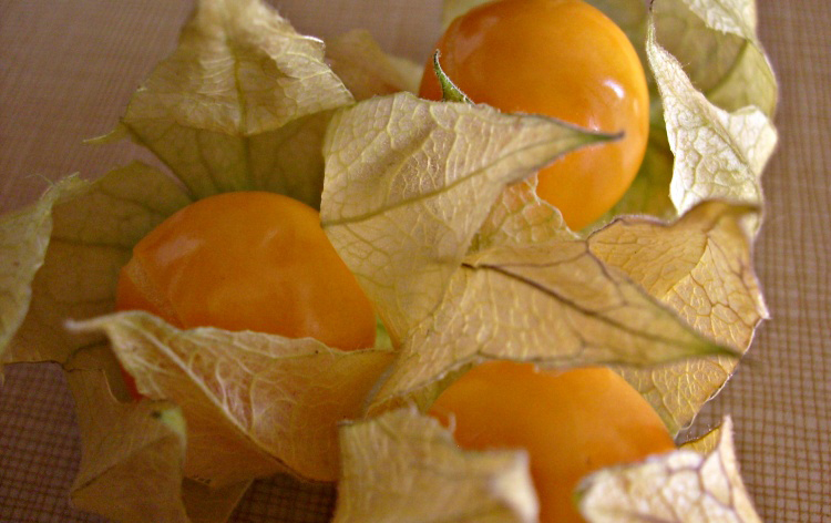 Camapu, planta da região amazônica, estimula produção de novos neurônios