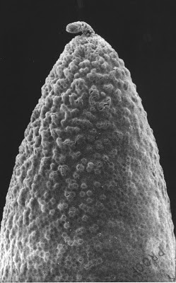 BunyipCo: October 2012