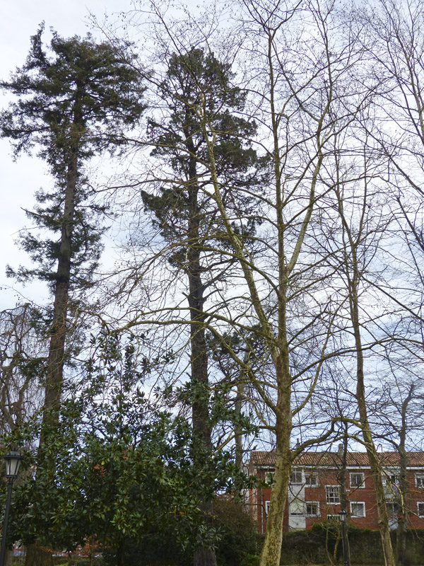 Flora ornamental, hortícola y medicinal.: Pinus ponderosa. Pino real ...