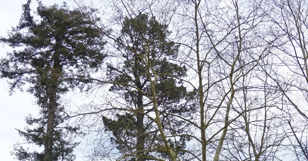 Flora ornamental, hortícola y medicinal.: Pinus ponderosa. Pino real ...