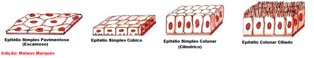 Tecido Epitelial (Classificação Morfológica)