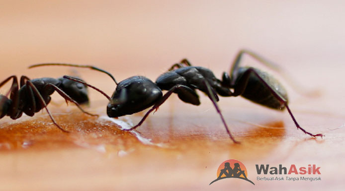 5 Fakta Unik Tentang Semut | Wah Asik