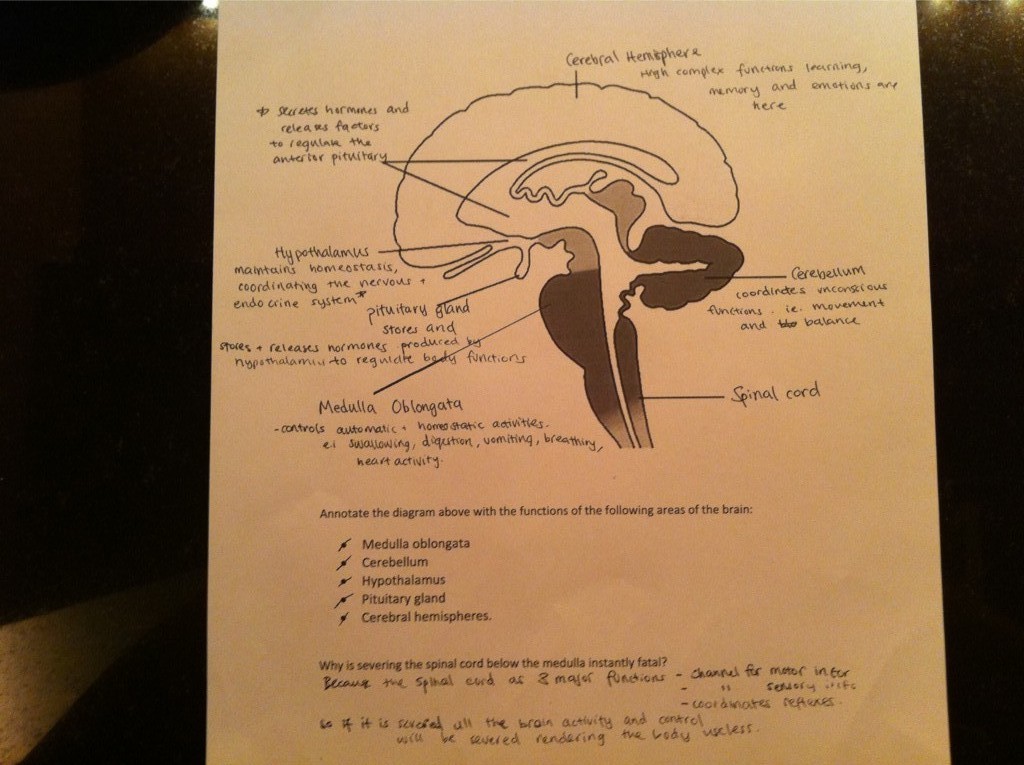 Tiffany's Biology Blog: The Human Brain