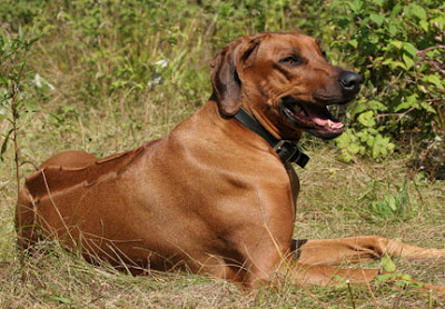 Pomeranian Puppies: Rhodesian Ridgeback