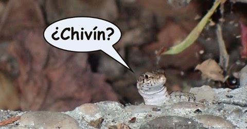 Laberinto 7: Chivín