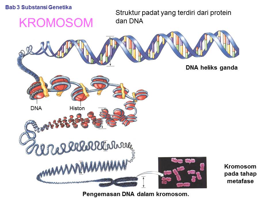 SUBSTANSI GENETIKA | BIOLOGI STPC