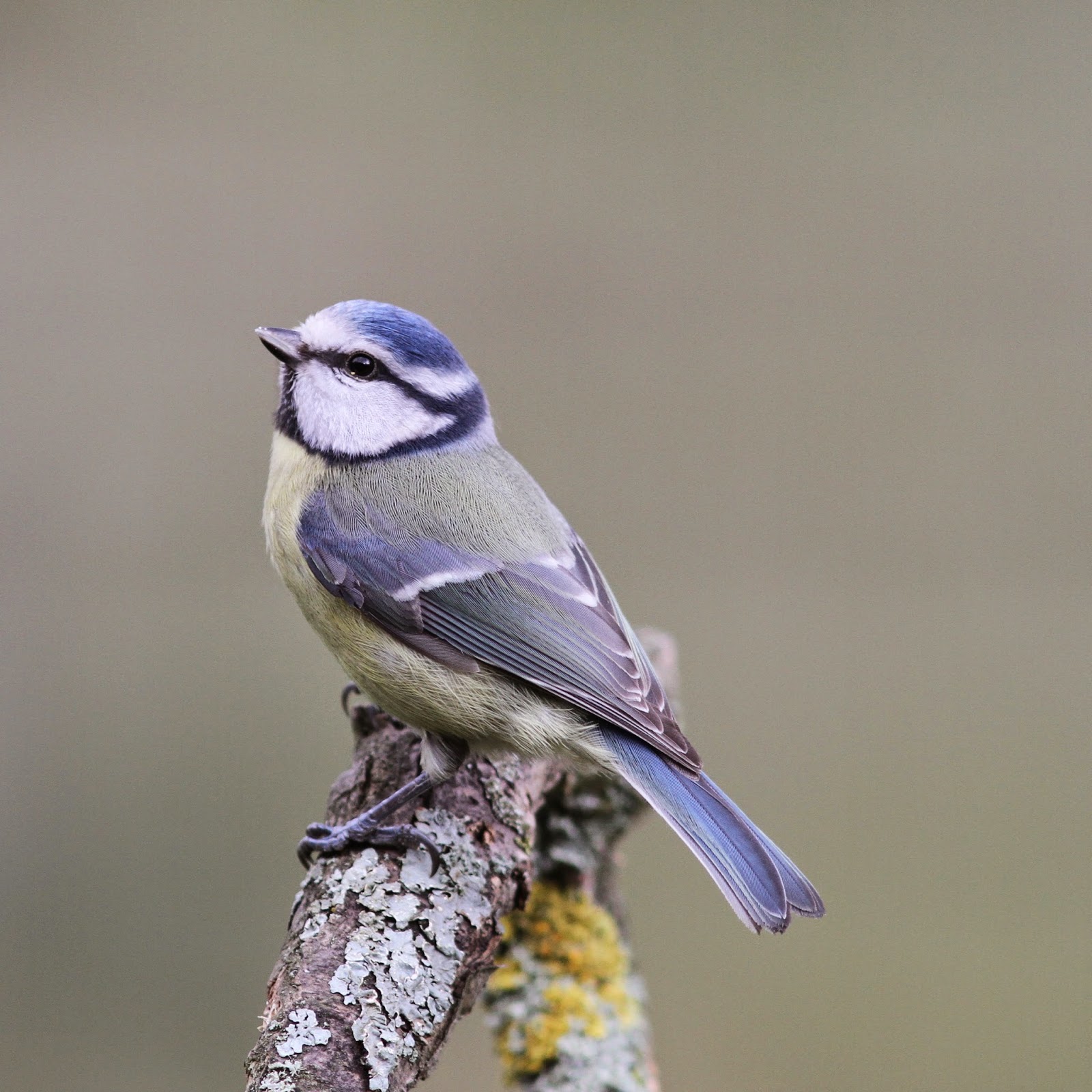 TrogTrogBlog: Bird of the week - Blue tit