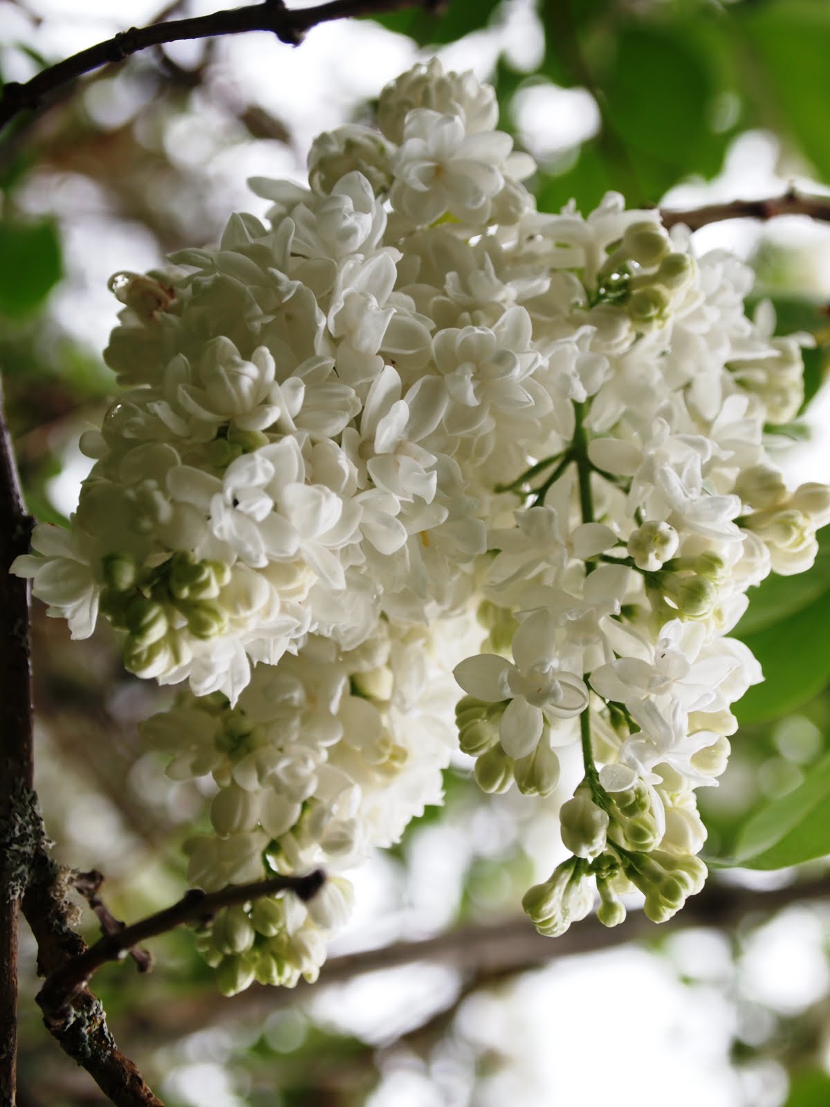 Fiskarstugan: Syrener syrener syrener