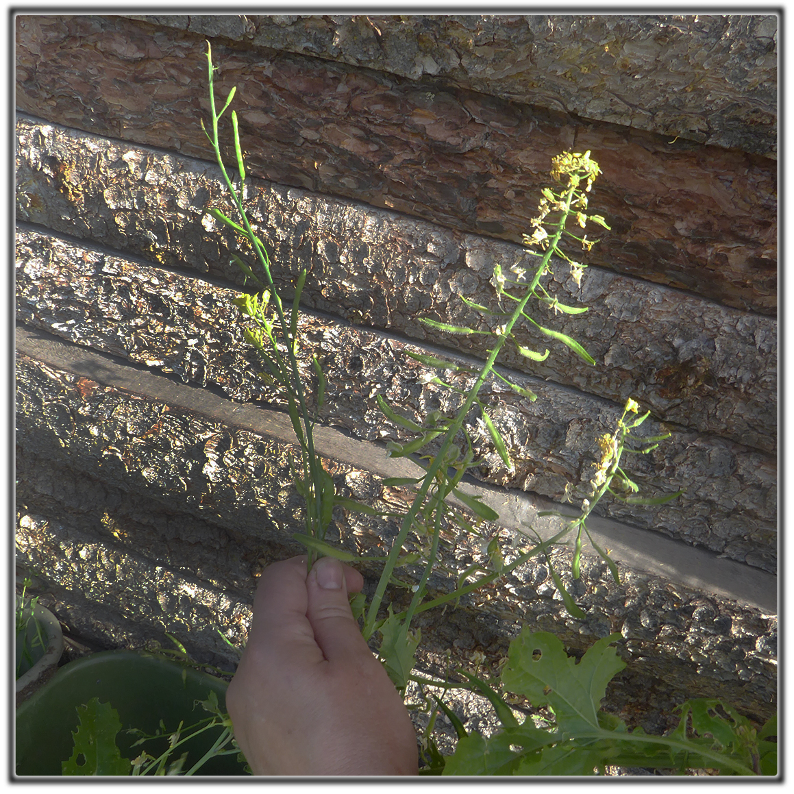 Forsnäs Hemman: Vi odlar egen senap.
