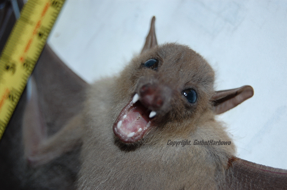 Pelajaran Berharga dari seekor Codot (sejenis kelelawar pemakan buah2an ...