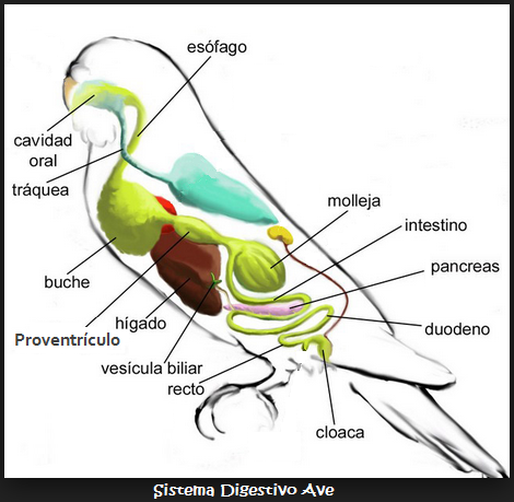 Digestión intracelular y extracelular - Banco de Preguntas de Biología