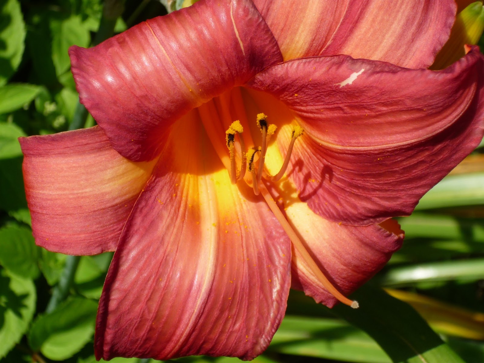 Vermont Flowers July 2013 | Litter with a Story To Tell