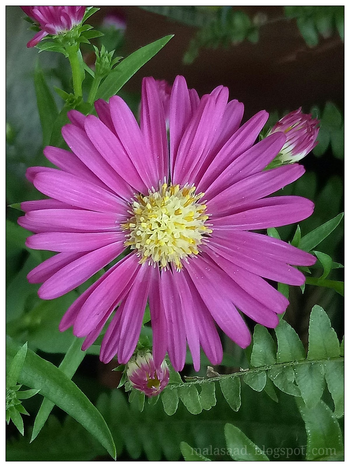 My Green Eye's: Porana Volubilis / Snow Vine