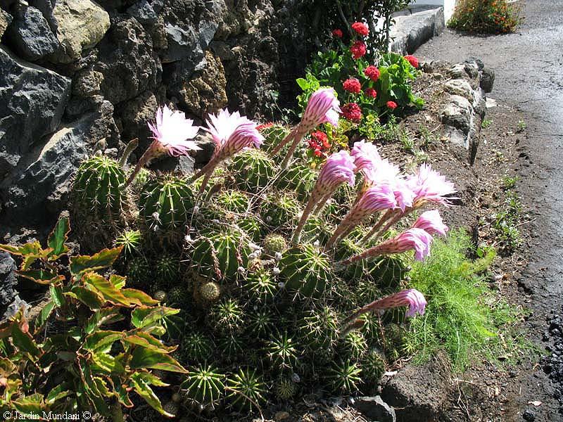 Future is written in green: The Cactaceae and their flowers: first part.