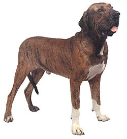 Perros Raza: Fila Brasileño