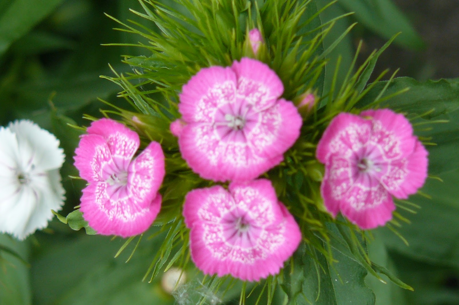 Groene inspiratie: Duizendschoon
