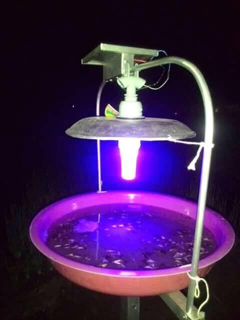 Membangun Perkebunan Kelapa Sawit: Hama Ulat Api Parasa Lepida