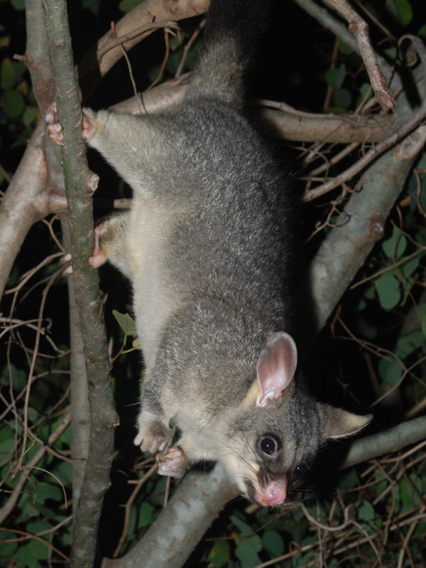 Possum TV: Possum Status Update 8th Sept 2012